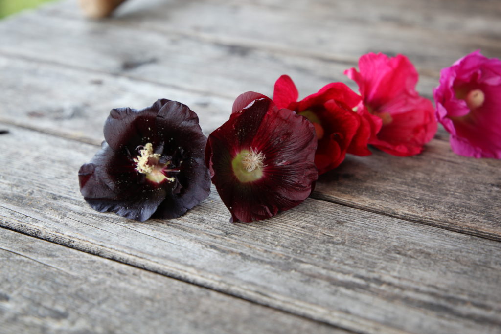 Die Bauernrosen haben es mir angetan - Klockerei Blog