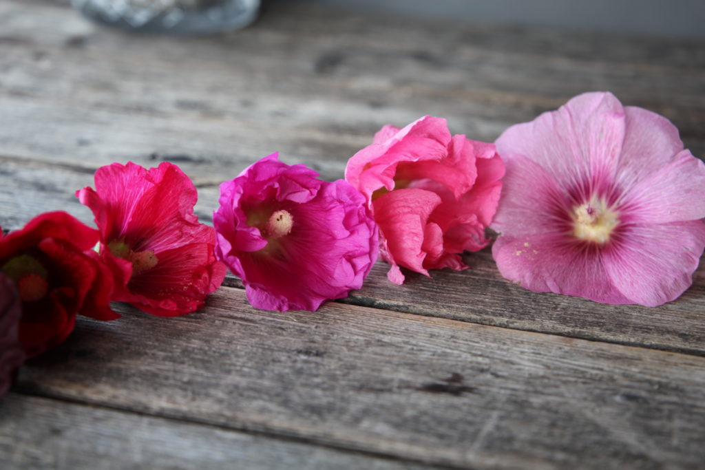 Die Bauernrosen haben es mir angetan - Klockerei Blog