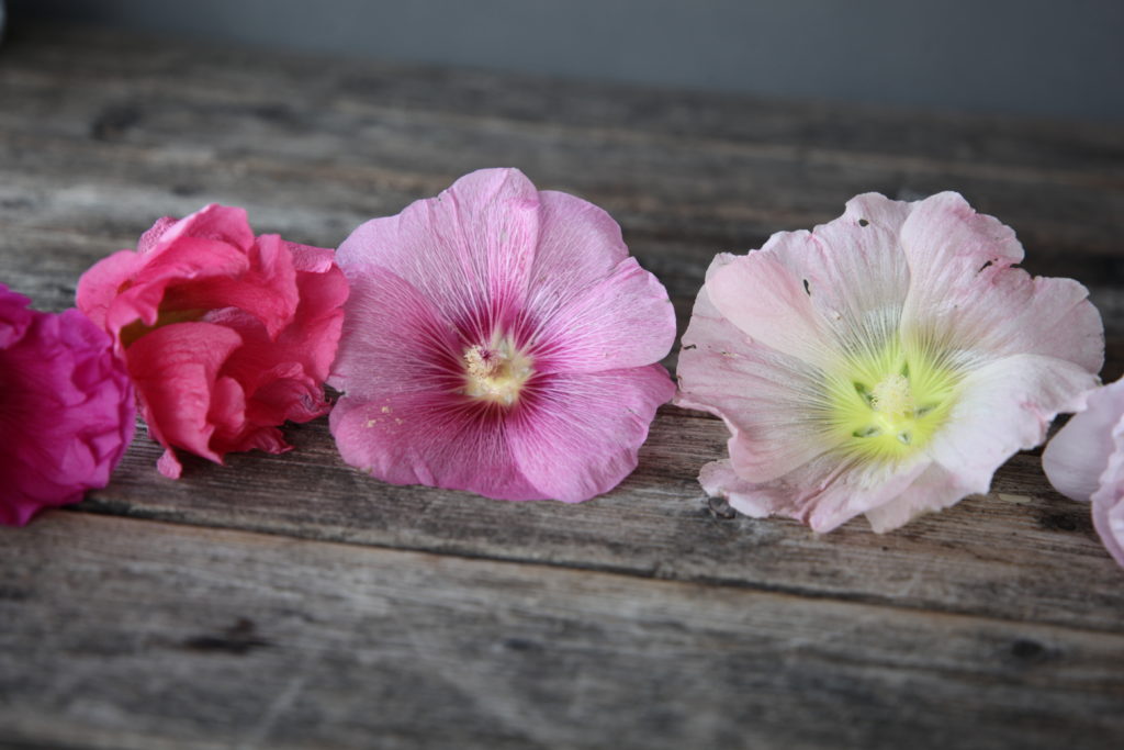 Die Bauernrosen haben es mir angetan - Klockerei Blog